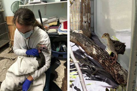Alameda police issue warning after multiple wild turkey attacks