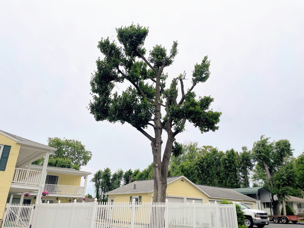 Tree topping is never a good option
