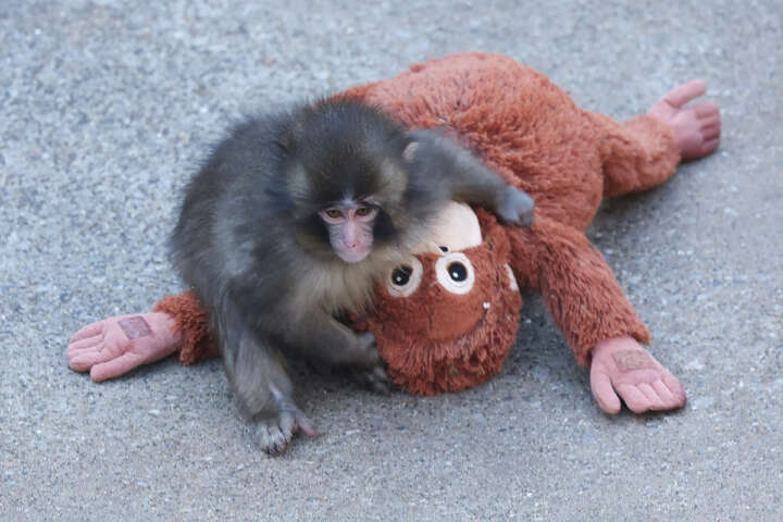 Who is Punch the monkey? What to know about the viral baby monkey