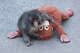 Who is Punch the monkey? What to know about the viral baby monkey