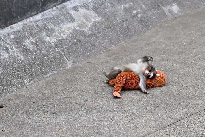 Who is Punch the monkey? What to know about the viral baby monkey