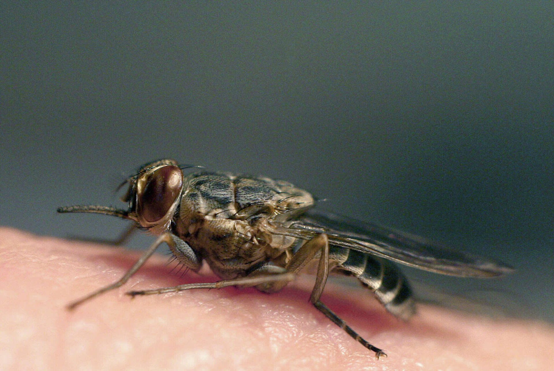 New sleeping sickness pill gets nod, paving the way for use in Africa