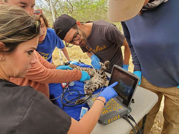 A rare look at an endangered ocelot pregnancy in Texas