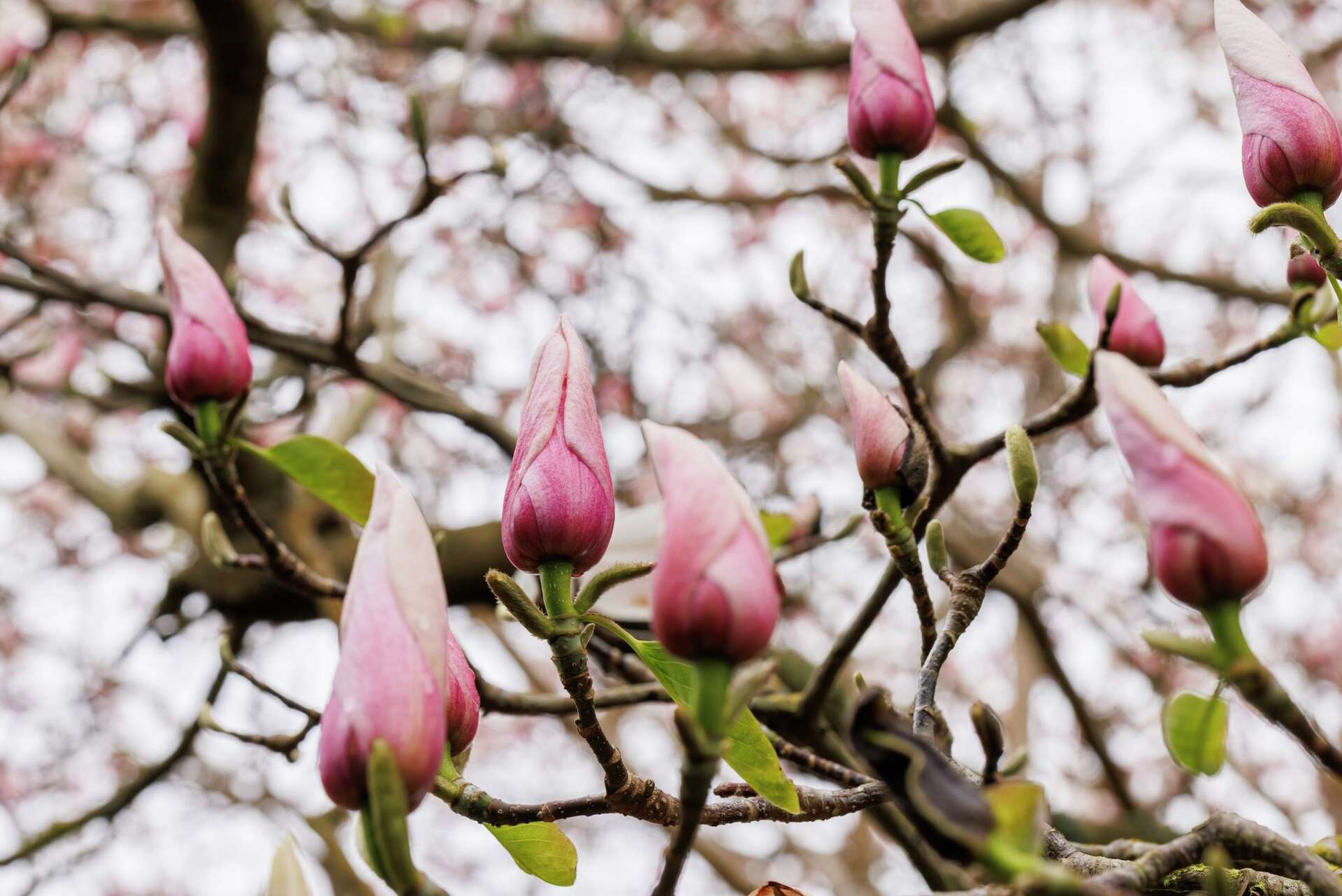 Early sign of spring: Cherry blossom trees working their magic in SF