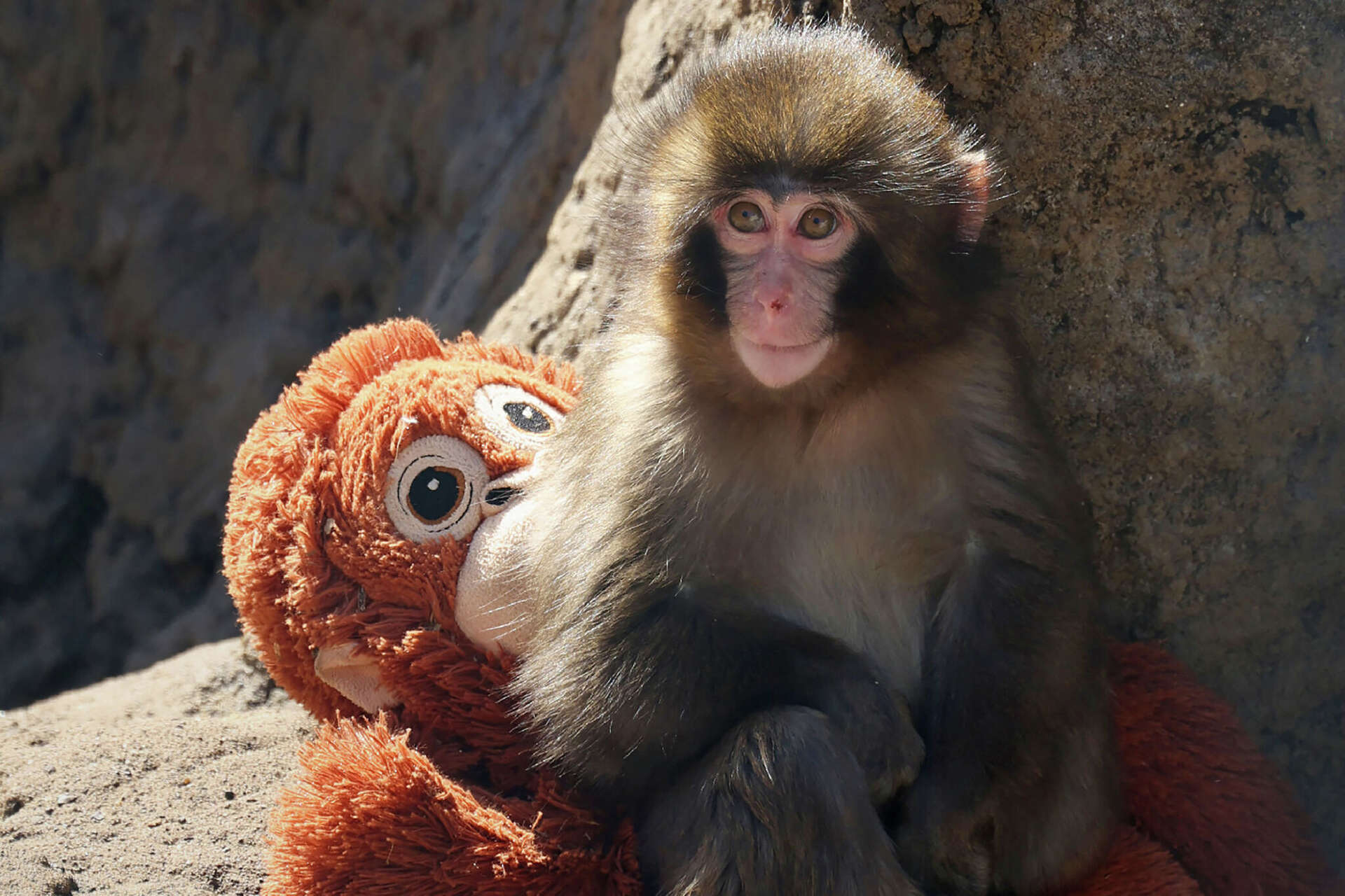 Japanese macaques like Punch the monkey have lived in Texas since 1972