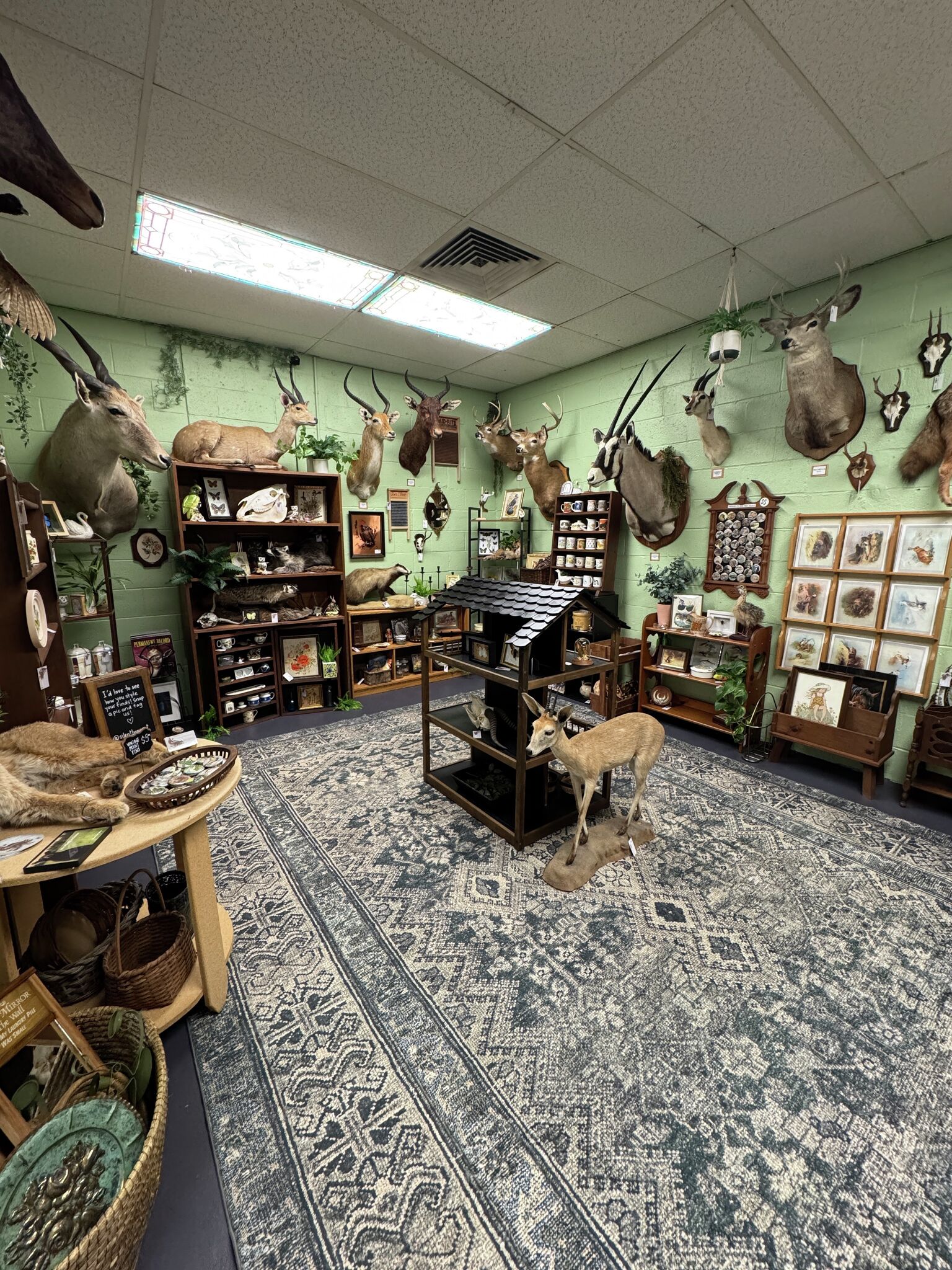 CT woman brings oddities shop to Wethersfield marketplace