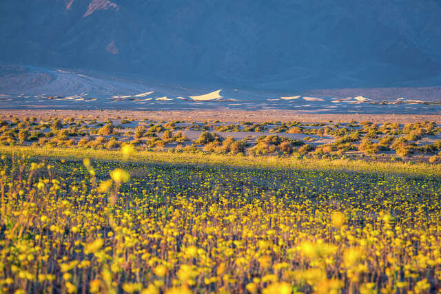 California national park is seeing best flowers since 2016 superbloom