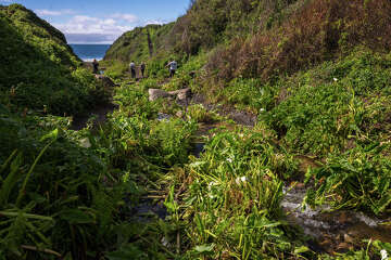 Big Sur’s famous flower valley was just destroyed — no one knows why