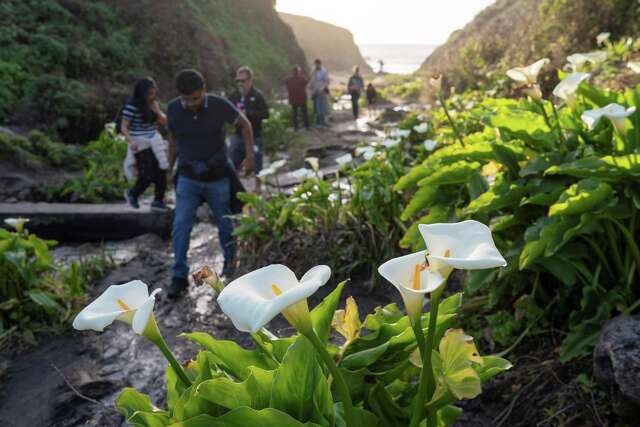 California park's viral flower field destroyed overnight