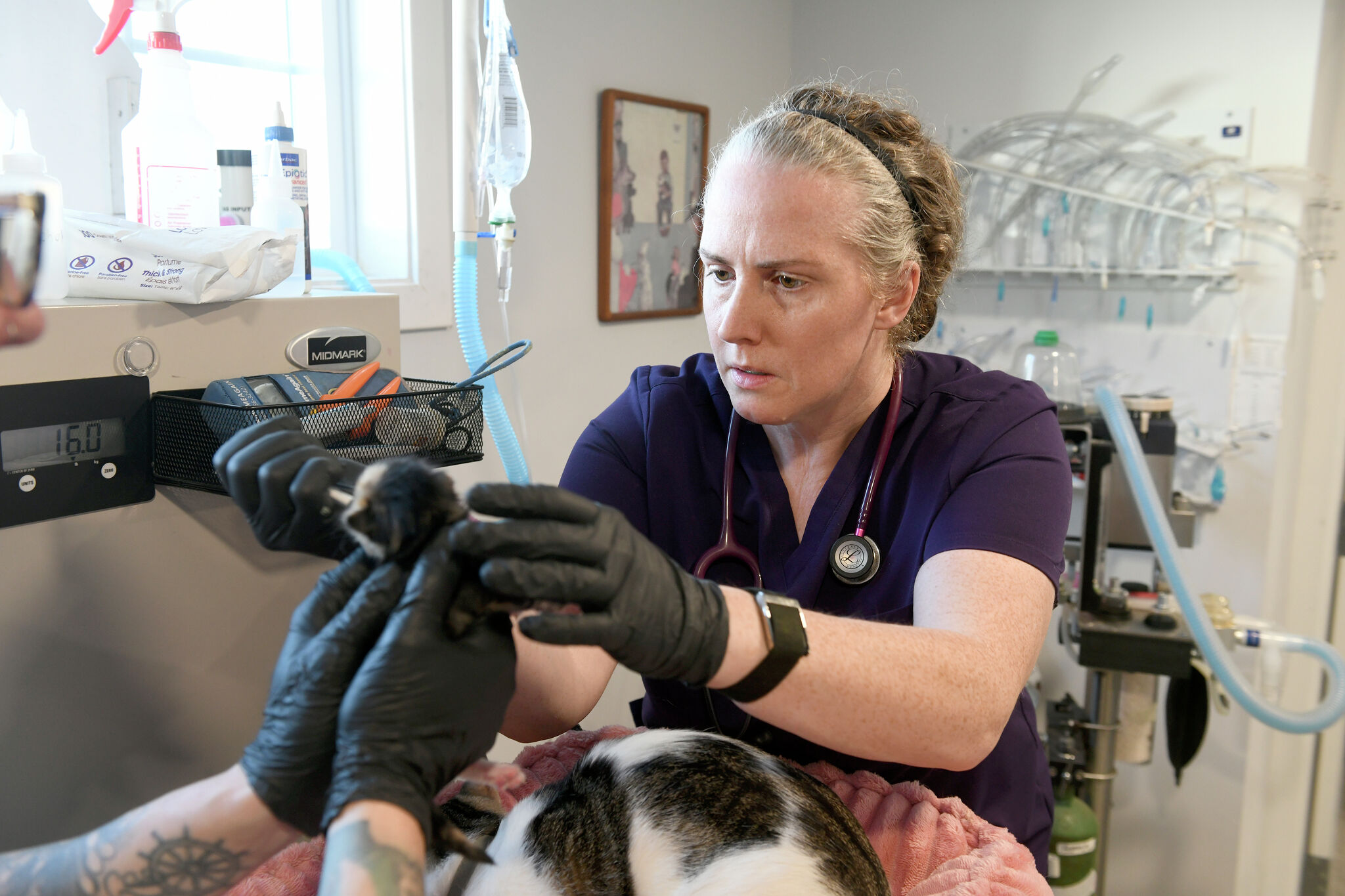Danbury Animal Welfare Society in Bethel names Adrien Zap primary vet