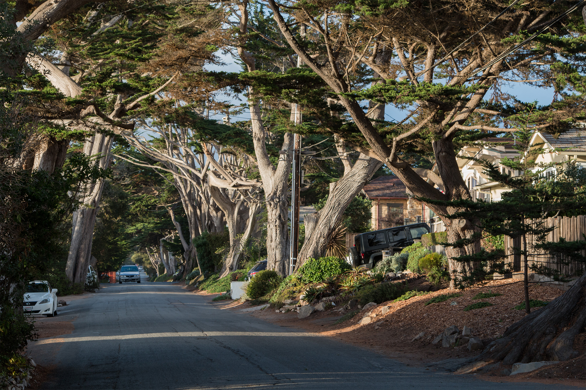 Tree-obsessed Carmel is considering killing a 200-year-old cypress