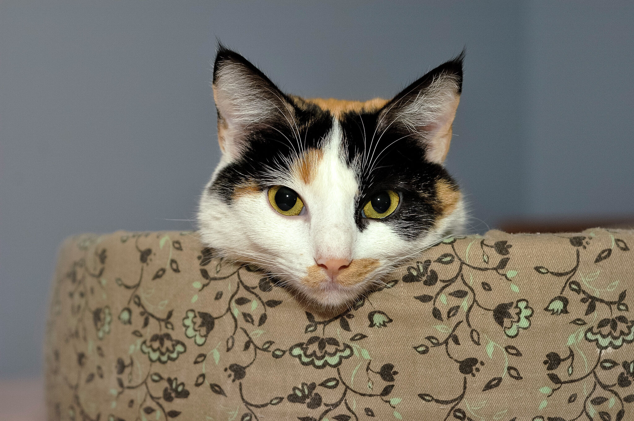 Cat purr frequency explained: Why your cats sound different