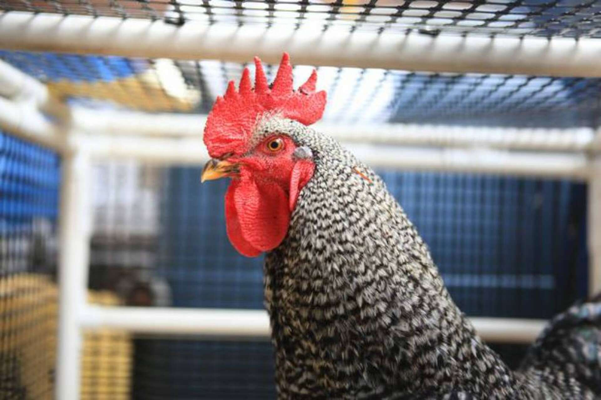 Seattle wants urban farms, but roosters need not apply