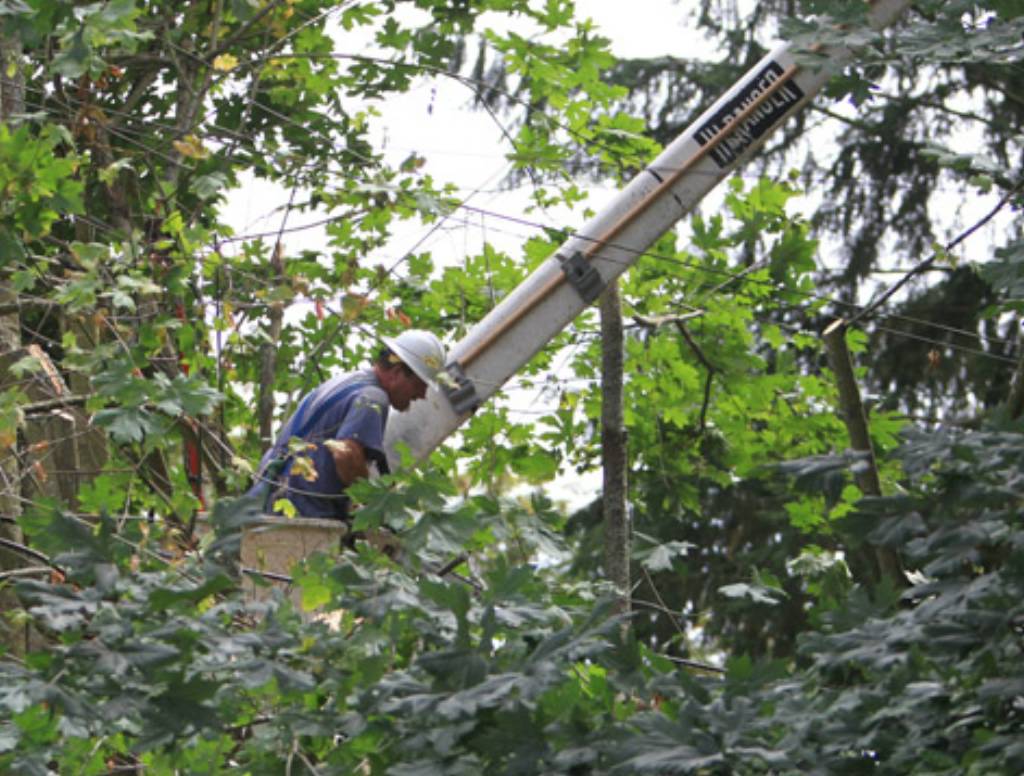 Saving Seattle's trees - one bird at a time?