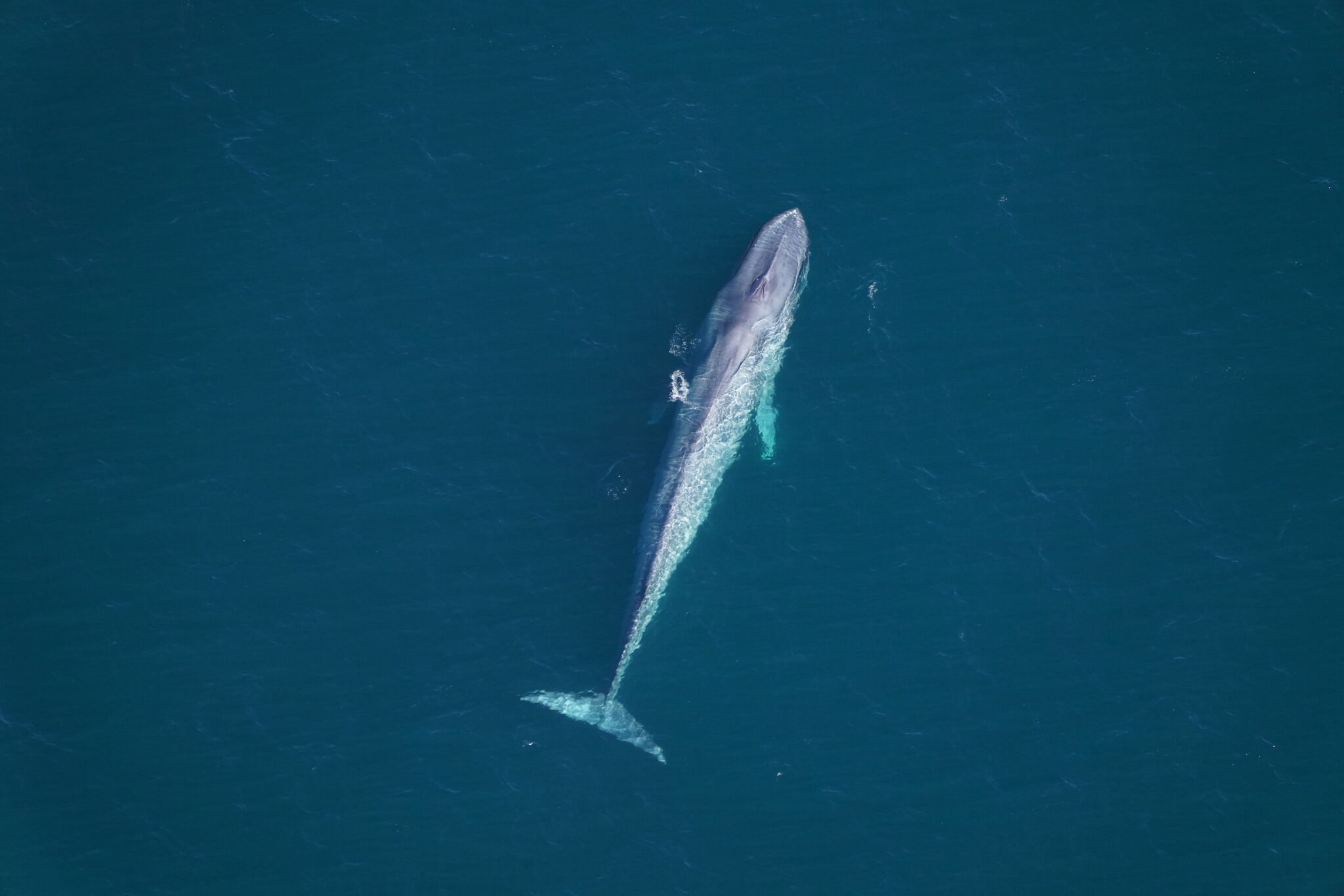 3 blue whales seen in southern New England waters in 'rare' sighting