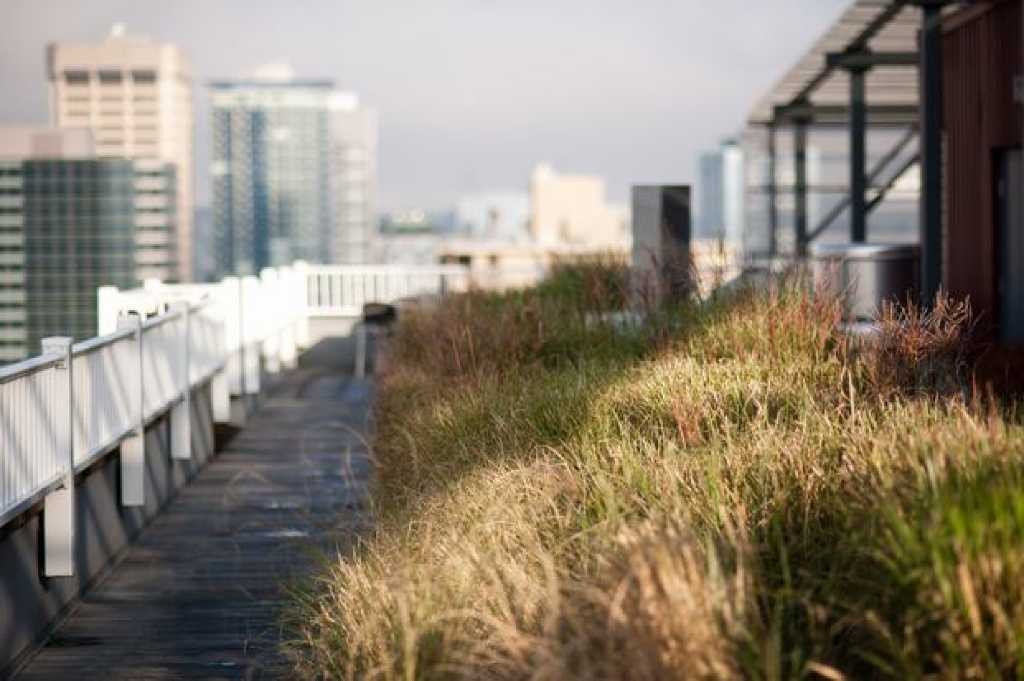 City of Seattle wants more eco-friendly 'green roofs'