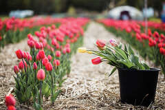 Social media frenzy forces Calif. farm to cut flower-picking event off