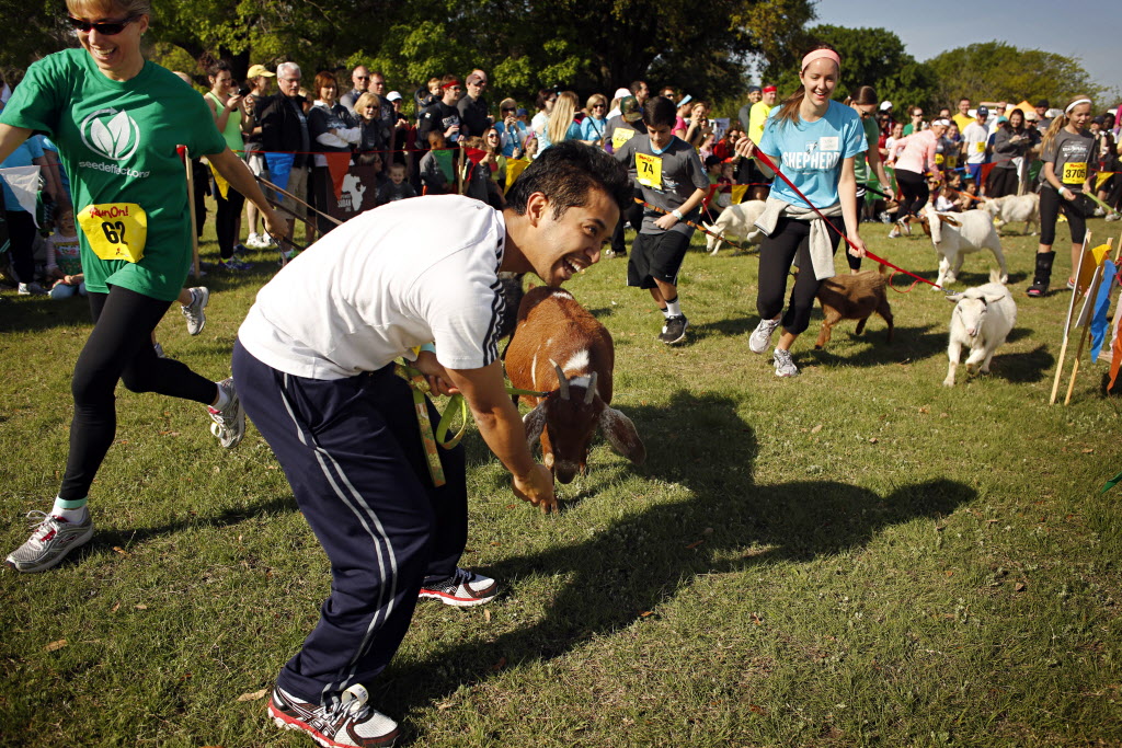Best of the weekend: See running goats, ping-pong at the Dallas Art ...