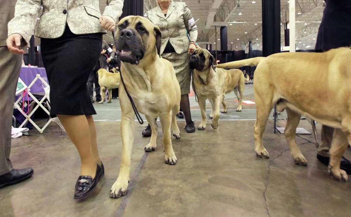 2010 Crown Classic Dog Show
