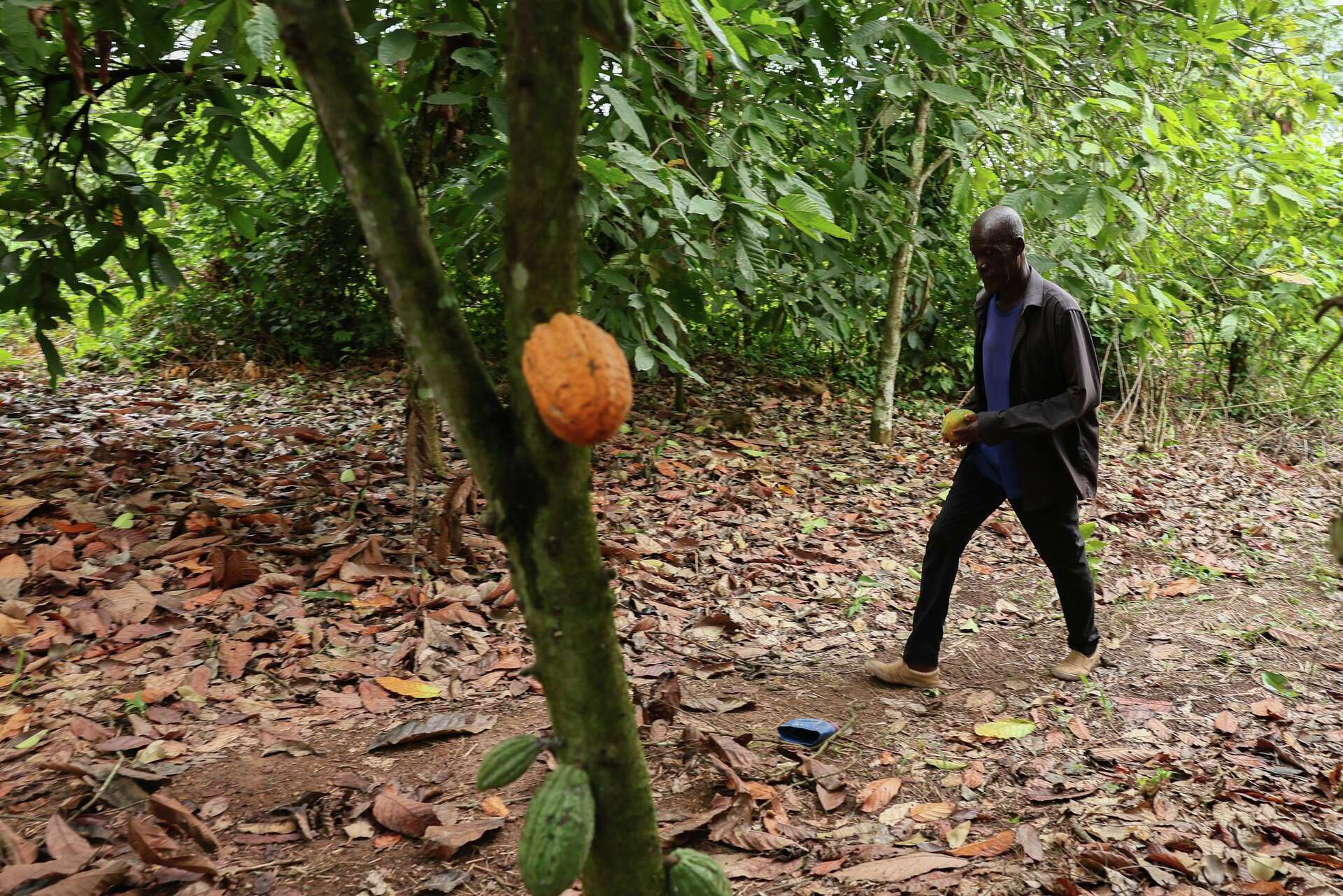Cocoa beans rot and West African farmers seek other options after ...