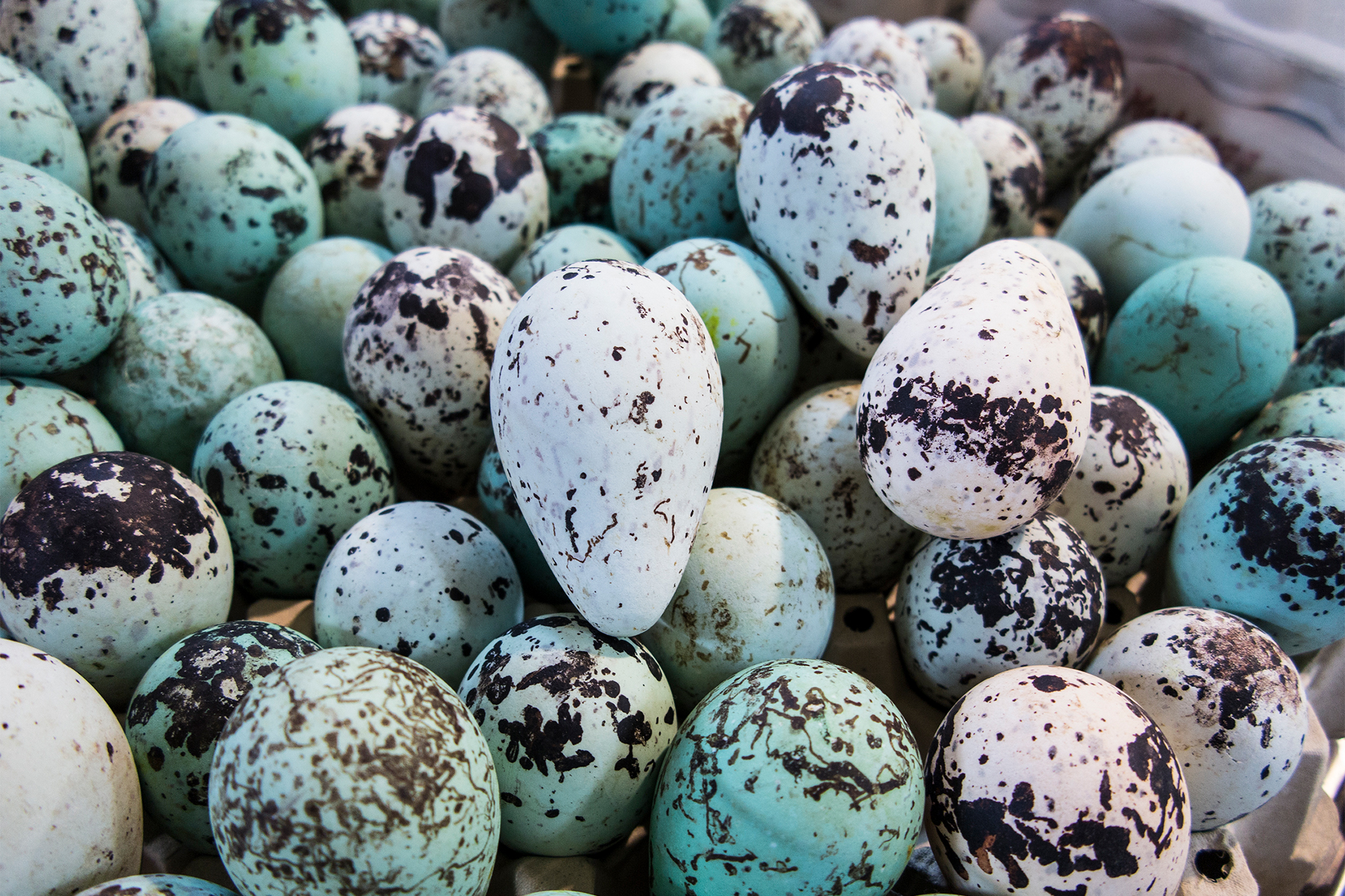 The history of this beloved Bay Area park begins with a barrel of eggs