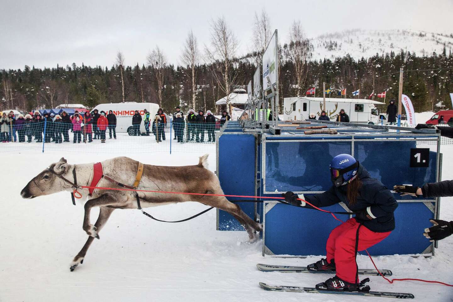 Photos show Salla Porocup reindeer racing in Finland