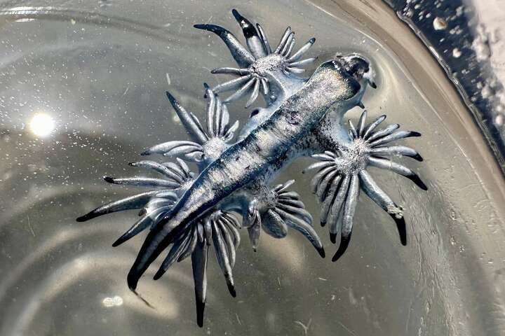 Rare 'blue dragons' invade Texas beaches, experts warn
