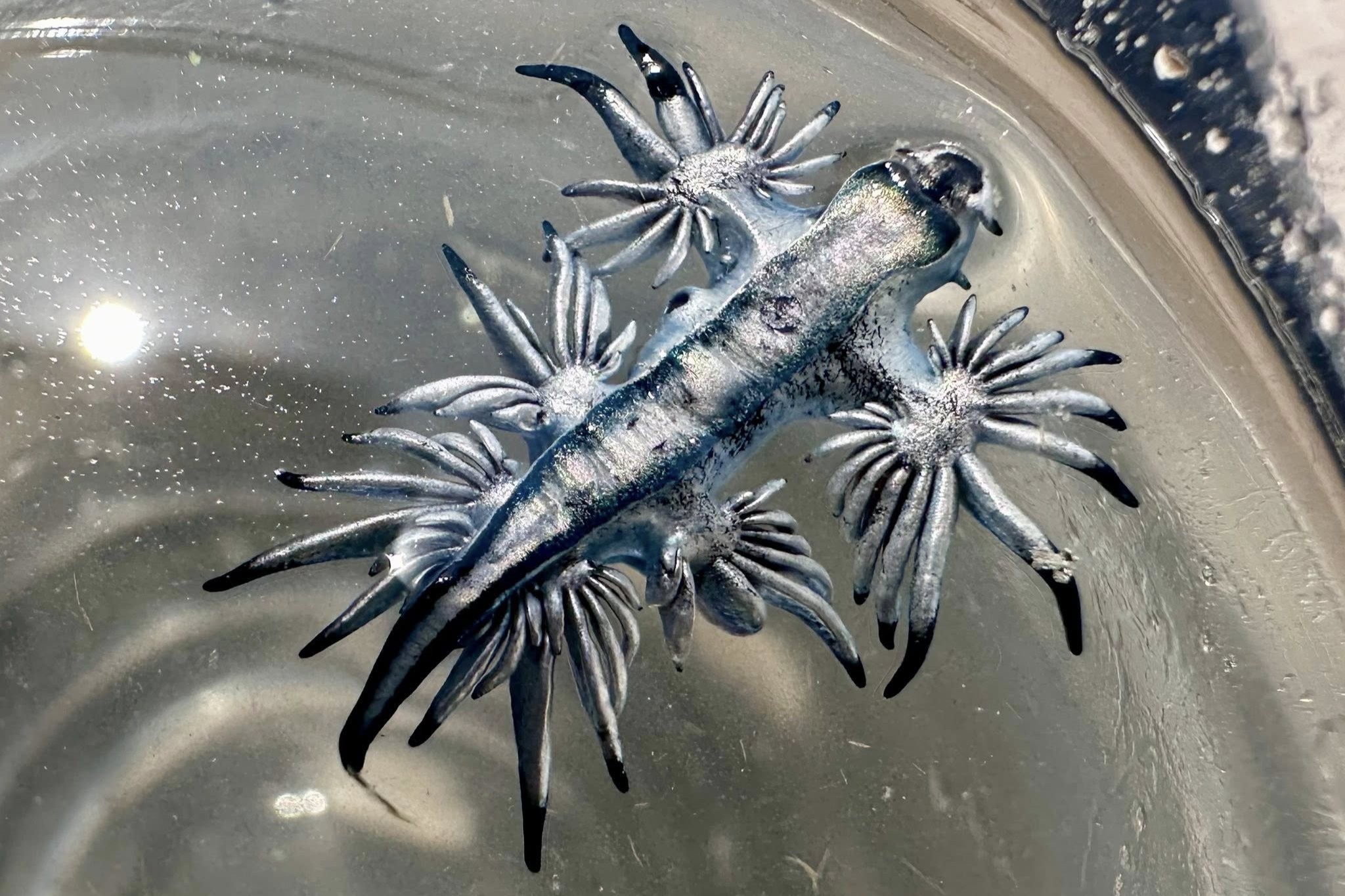 Rare 'blue dragons' invade Texas beaches, experts warn