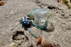 Rare 'blue dragons' invade Texas beaches, experts warn