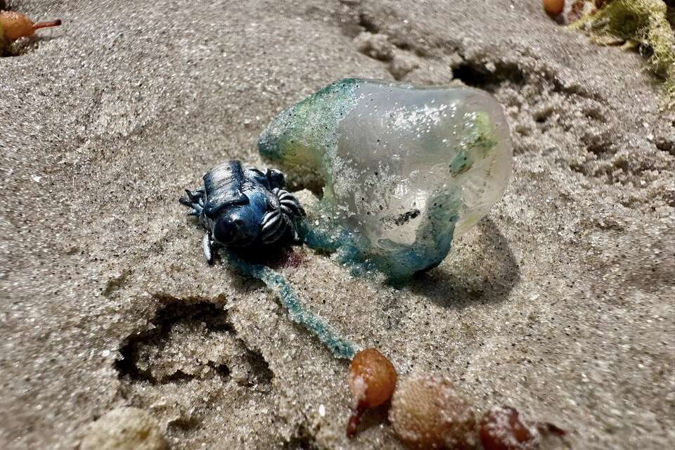 Rare 'blue dragons' invade Texas beaches, experts warn