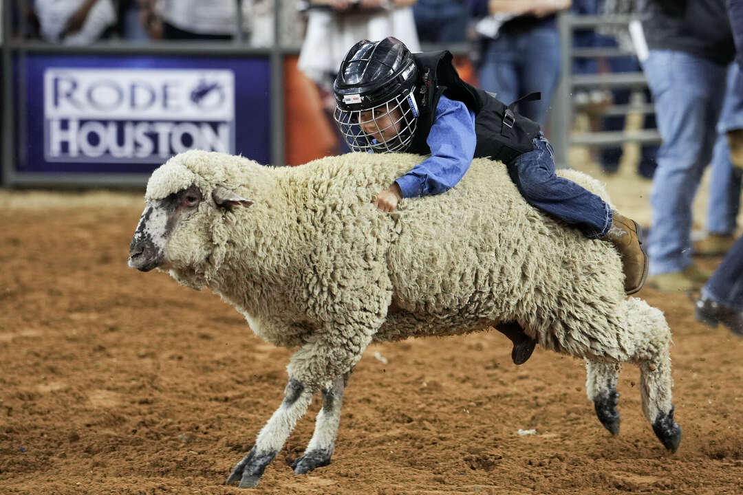 Mutton bustin’ is the Houston rodeo’s second-biggest draw. Here’s why