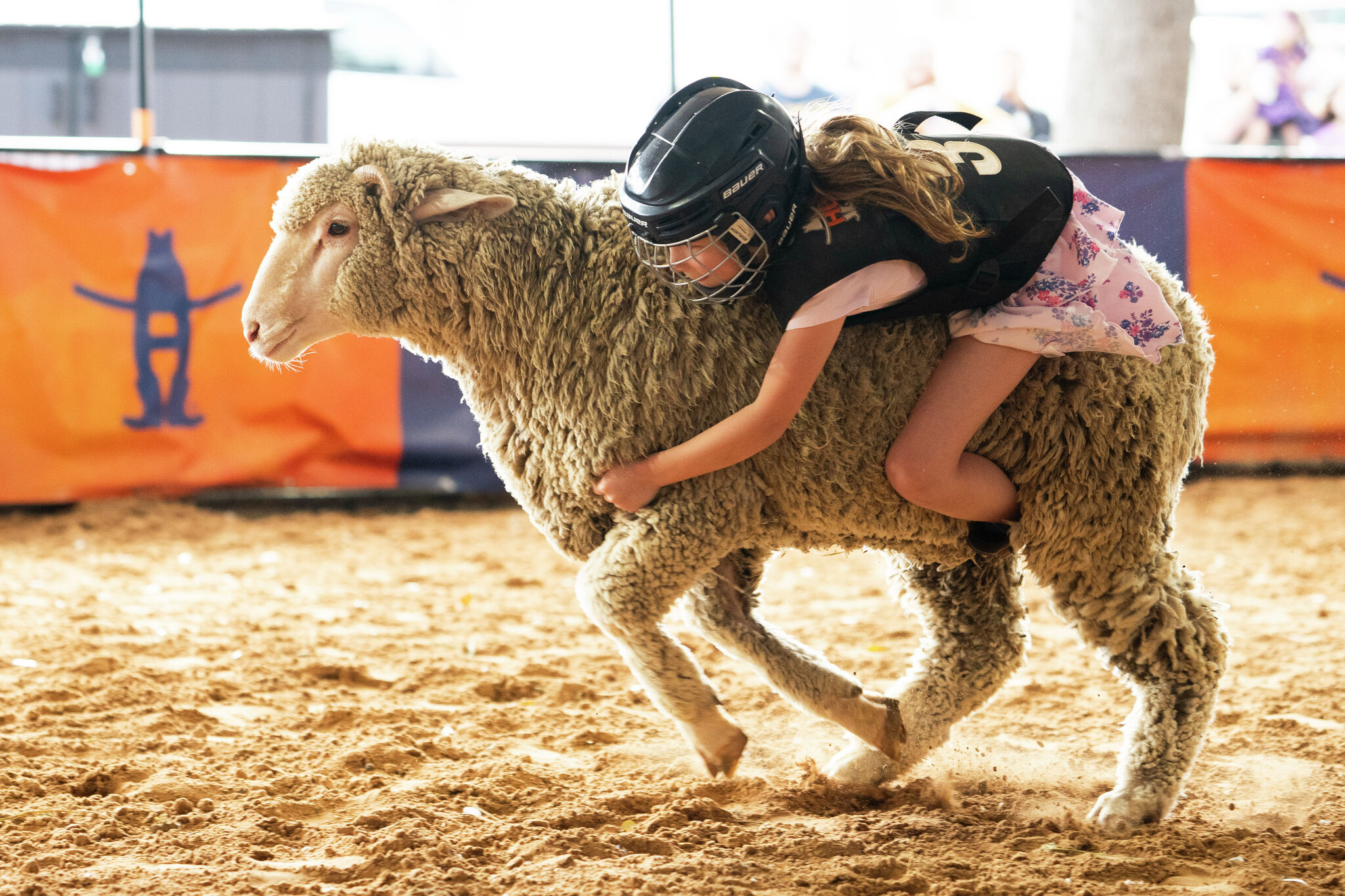 Houston rodeo 2026 draws 2.6 million fans and record-setting steer