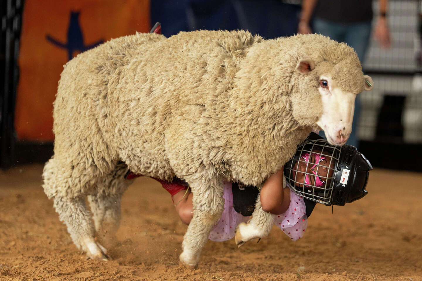Mutton bustin’ is the Houston rodeo’s second-biggest draw. Here’s why