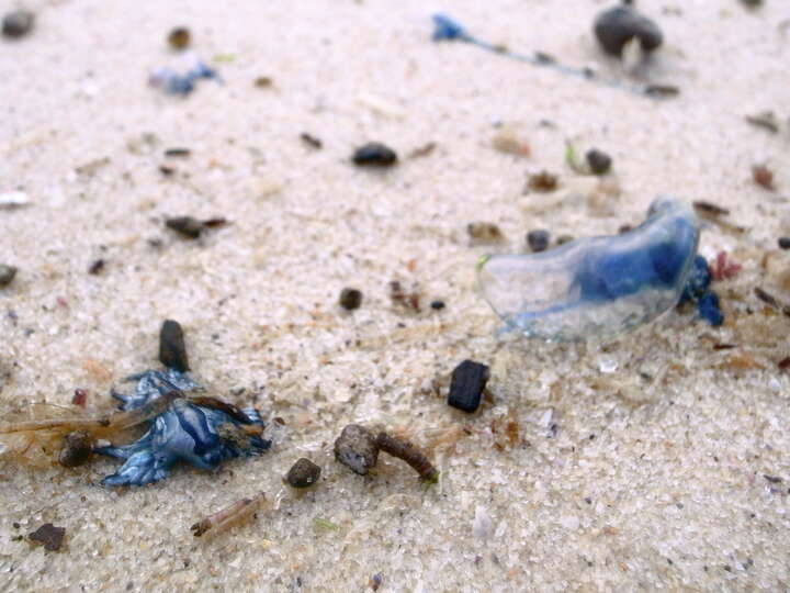 Stinging sea slugs washing up on Texas beaches, experts warn