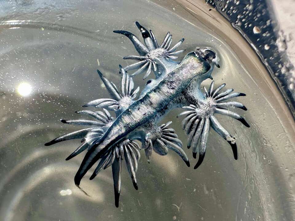 'Rare' blue dragons are washing up on the South Texas coast