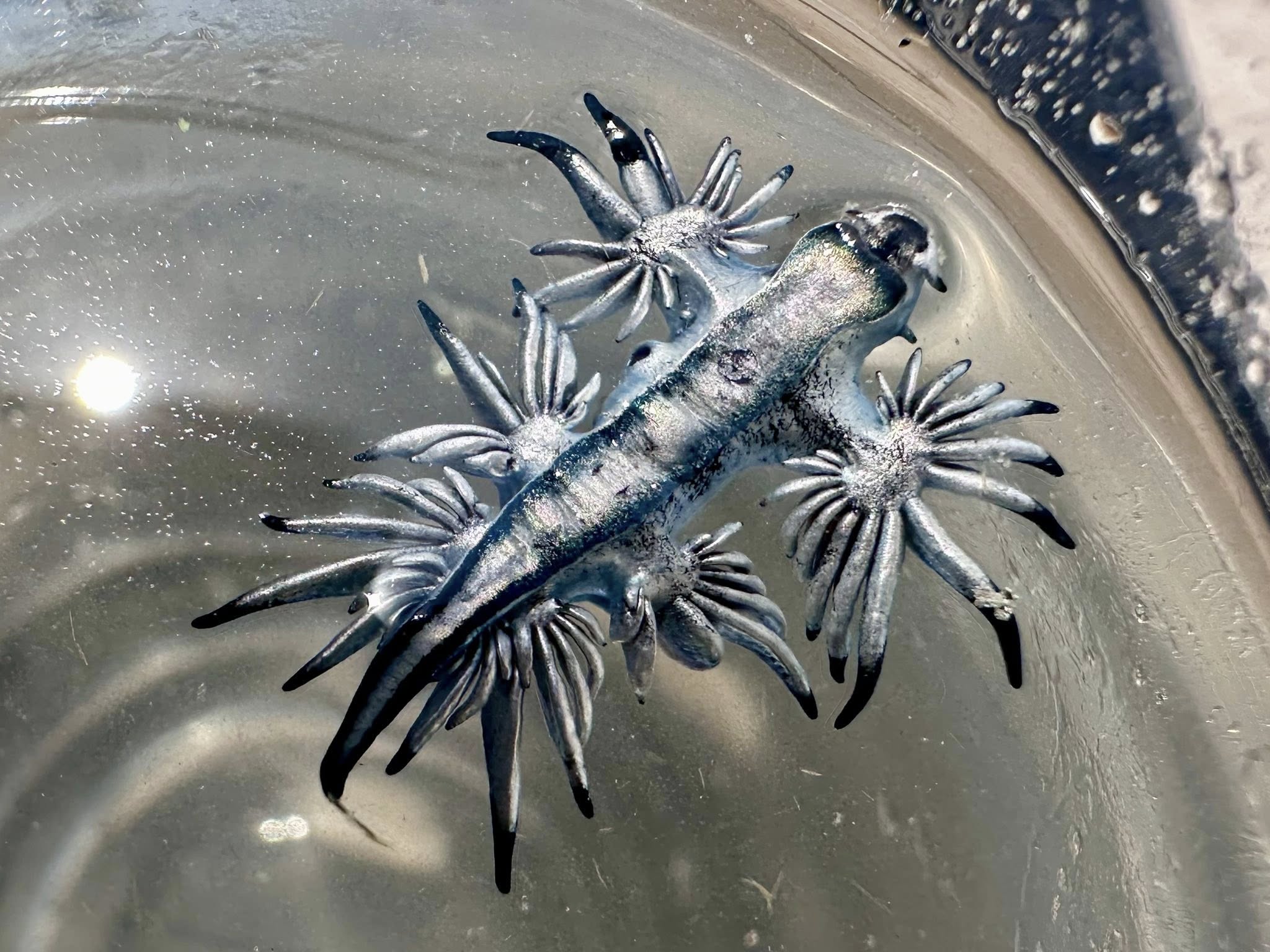 'Rare' blue dragons are washing up on the South Texas coast