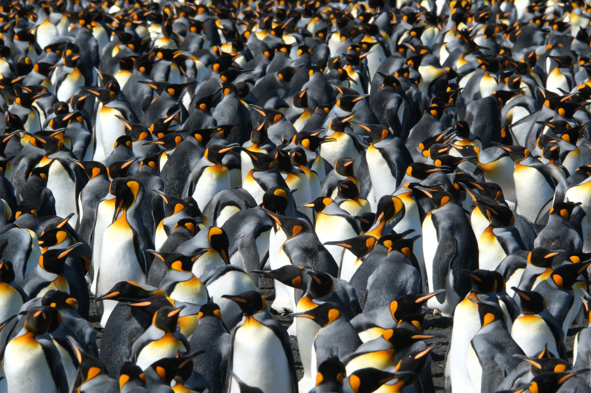 King penguins are the rare species benefiting from a warming world. But ...
