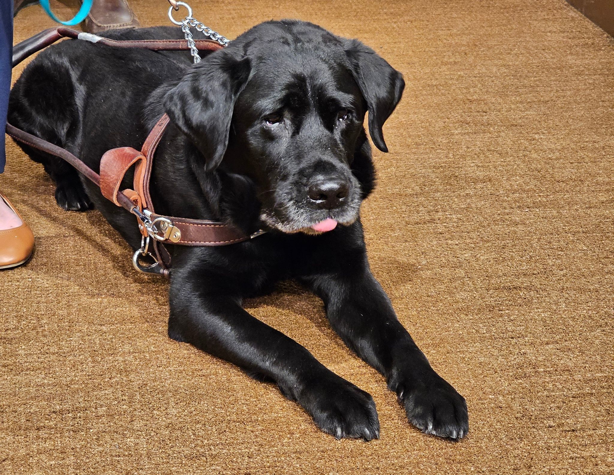 A service dog named Alfred sparked a Lyft settlement in Minnesota with ...