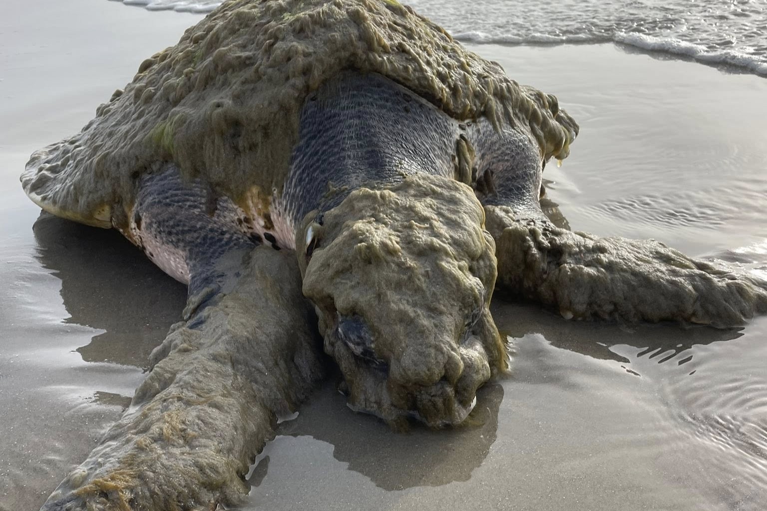 Rare sea turtle rescue unfolds on the Texas coast