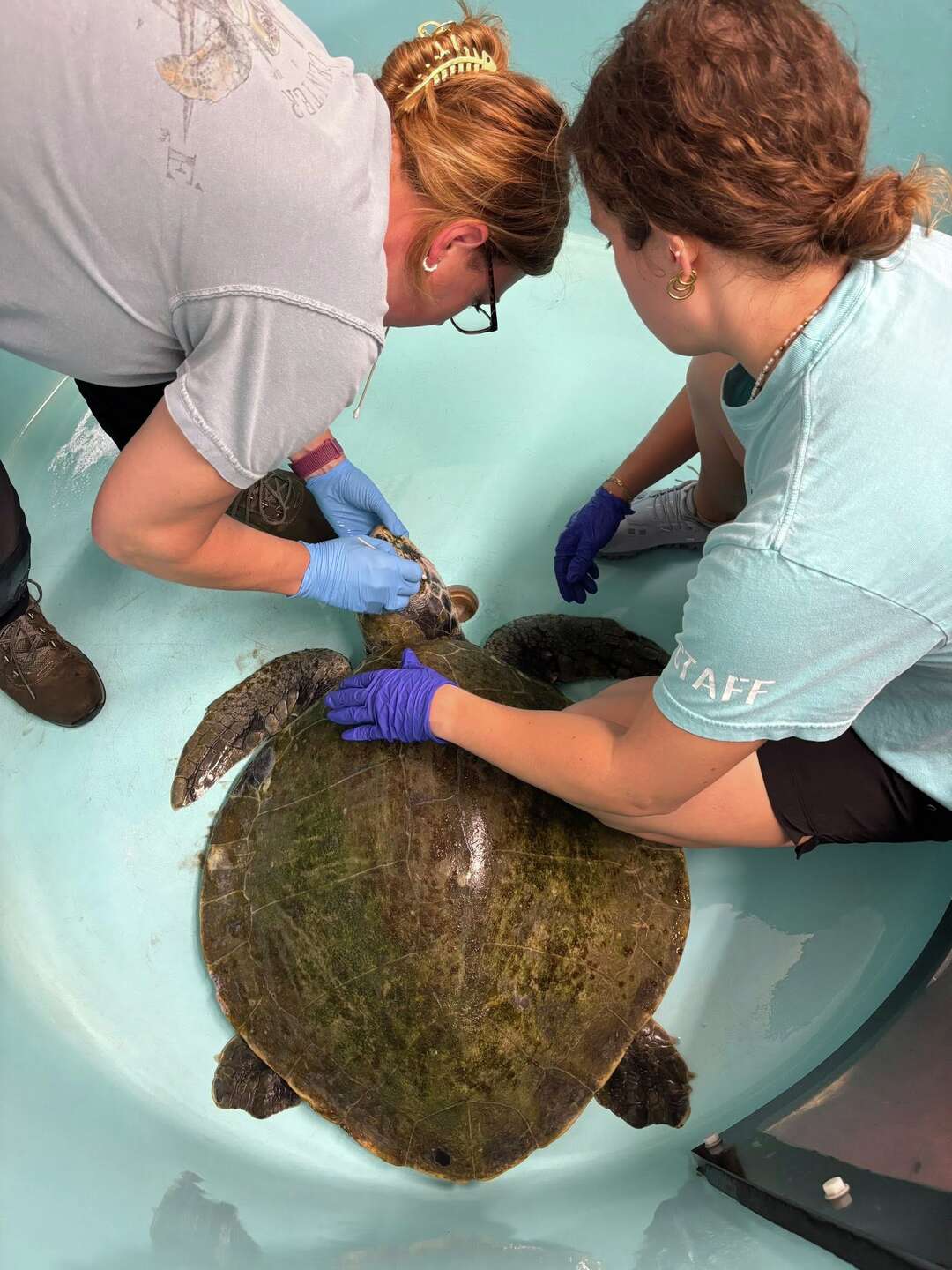 Rare sea turtle rescue unfolds on the Texas coast