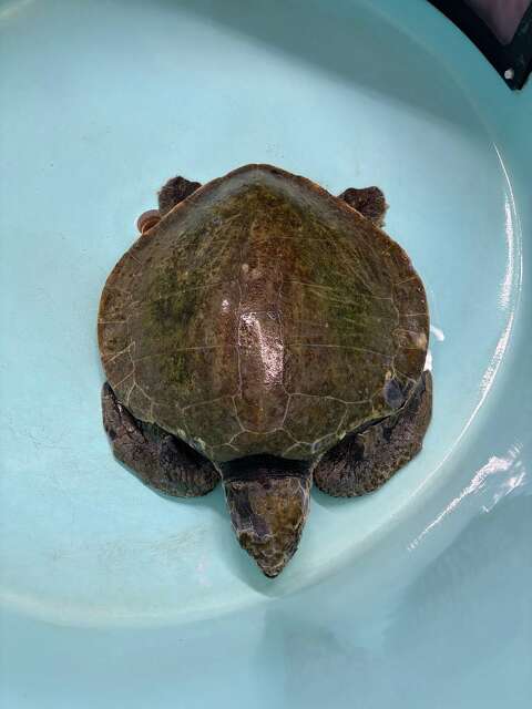 Rare sea turtle rescue unfolds on the Texas coast
