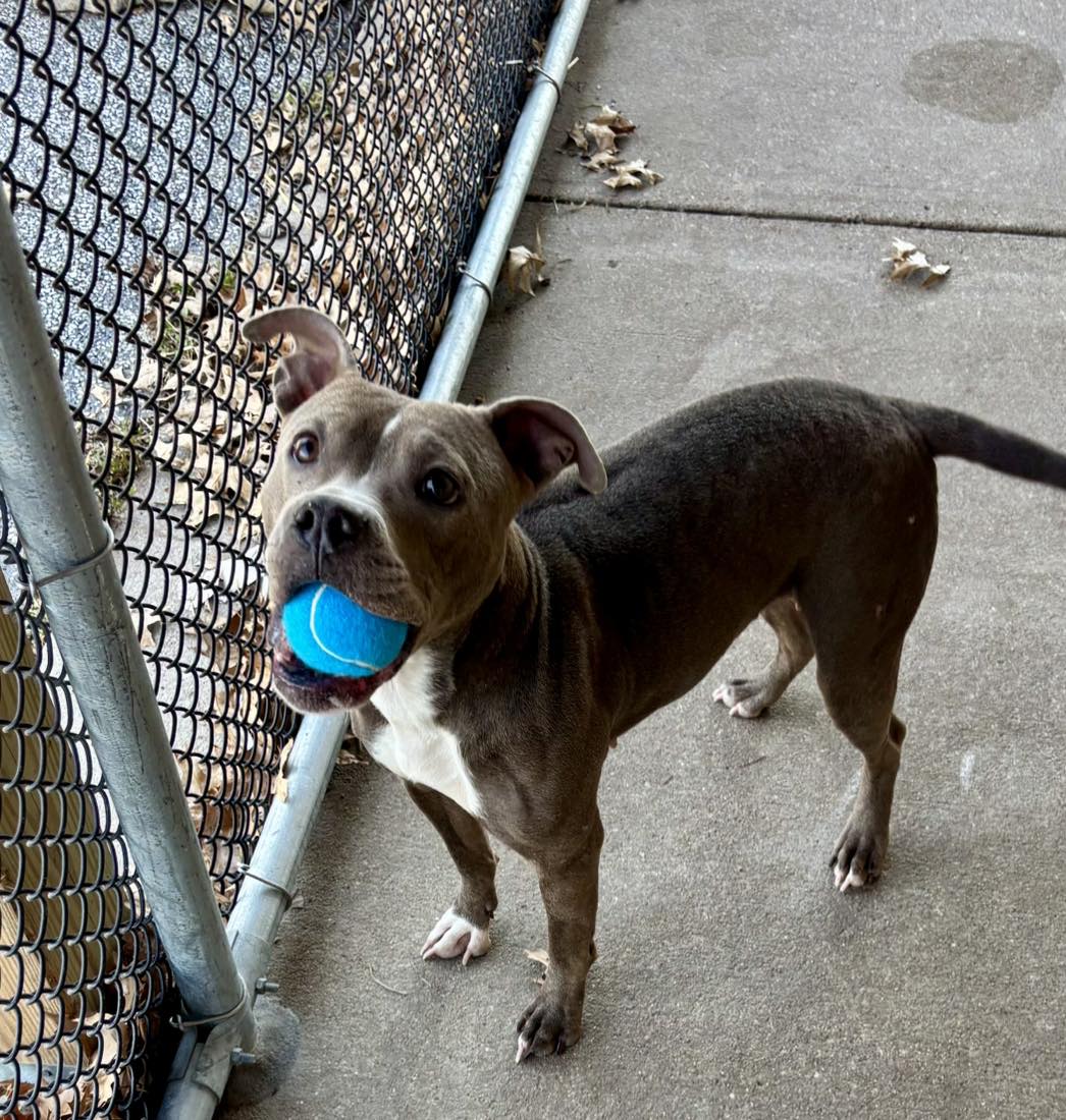 Alton Animal Control urges adoptions to prevent euthanasia