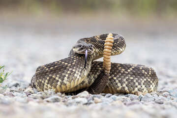 SoCal man dies after falling on rattlesnake while mountain biking