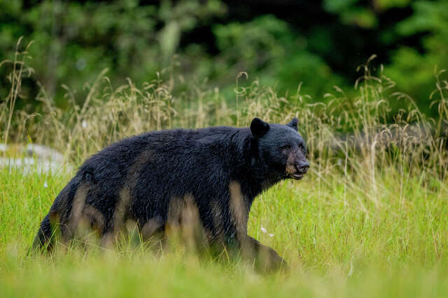 Spotted a bear? Here's what DEEP says to do if you see one in CT