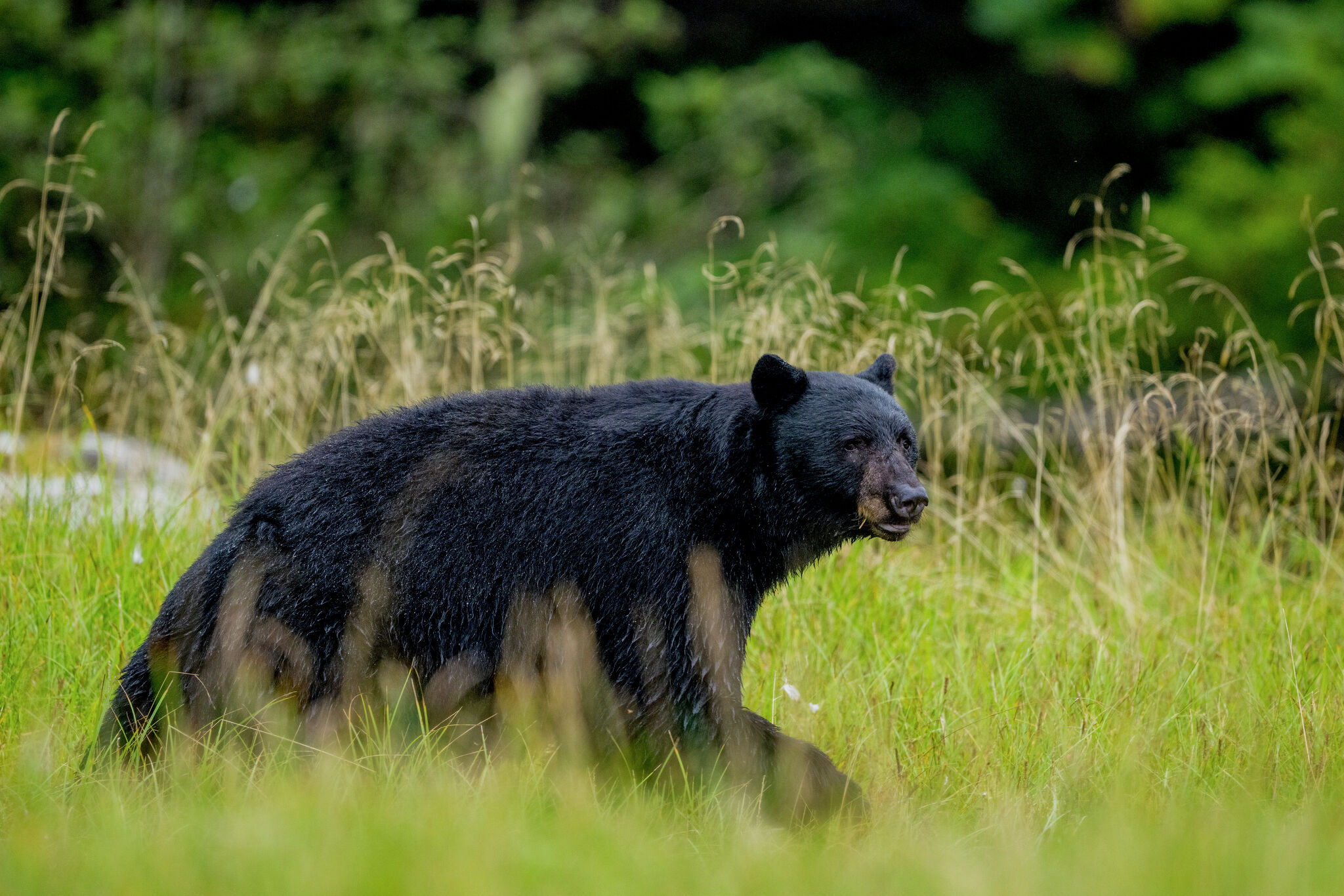 Spotted a bear? Here's what DEEP says to do if you see one in CT