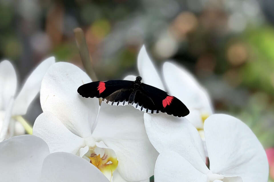 Butterflies in Bloom continues at Dow Gardens through April 19
