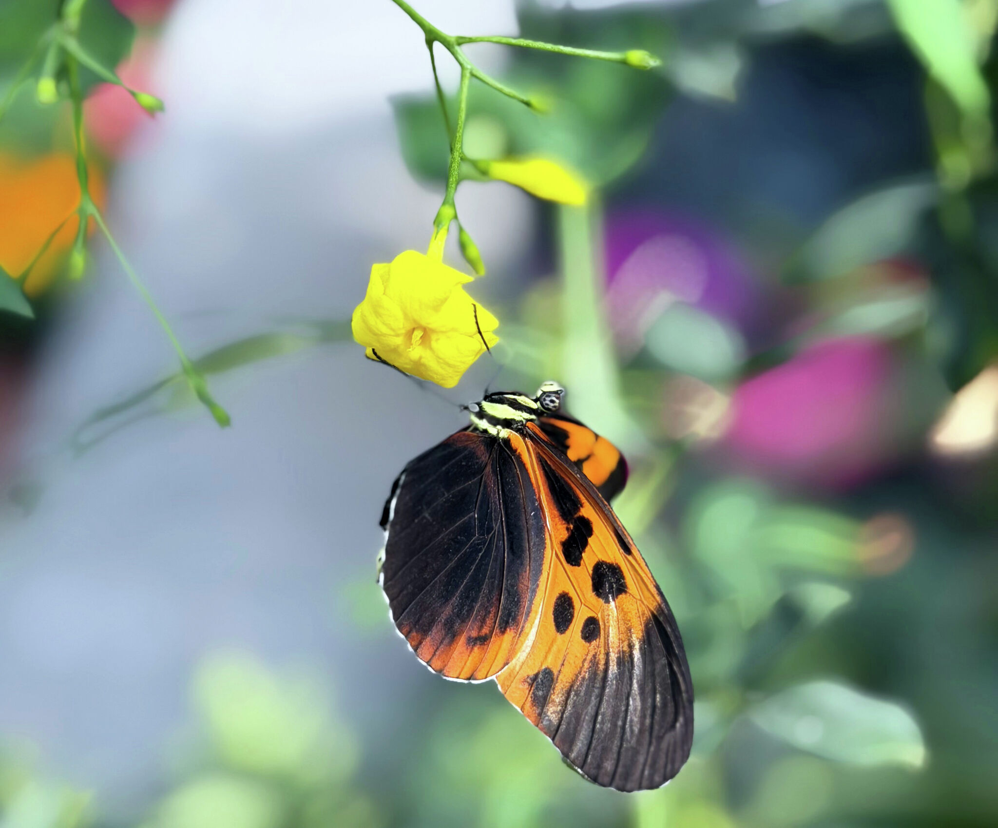 Butterflies in Bloom continues at Dow Gardens through April 19