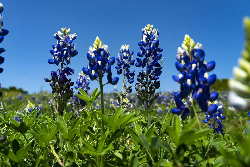 Why Southeast Texas bluebonnets may not look the same this year