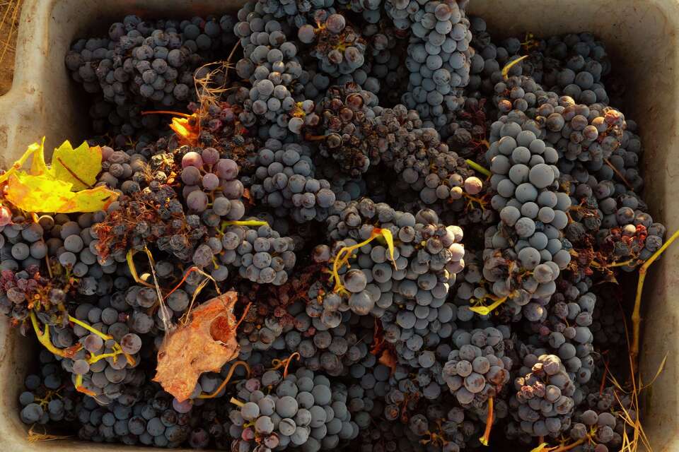 2025 California Grape Crush Report shows harvest dropped again