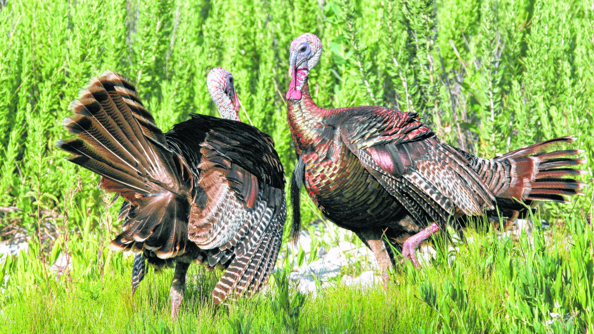 Texas turkey hunting season opens in South Zone: Here's what to know